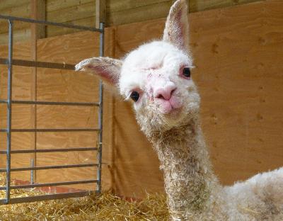 Easter-Wood Alpaca Stud: Cria Gallery