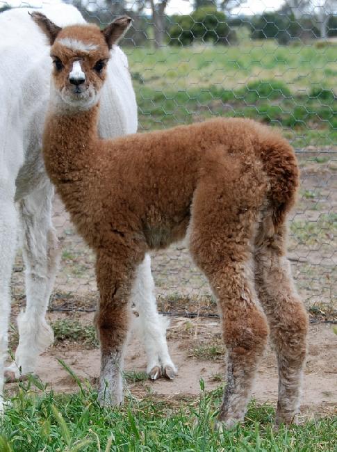 Baby alpaca : r/aww