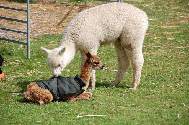 Cria Photo Gallery
