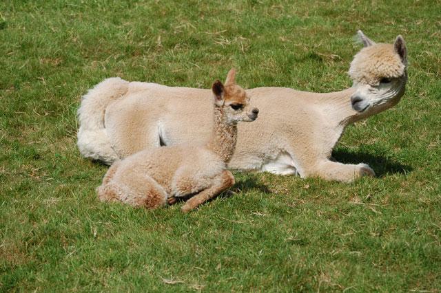 Cria Photo Gallery