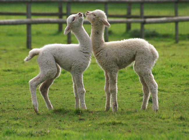 Easter-Wood Alpaca Stud: Cria Gallery