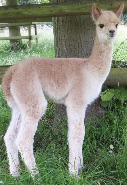 Cria Photo Gallery
