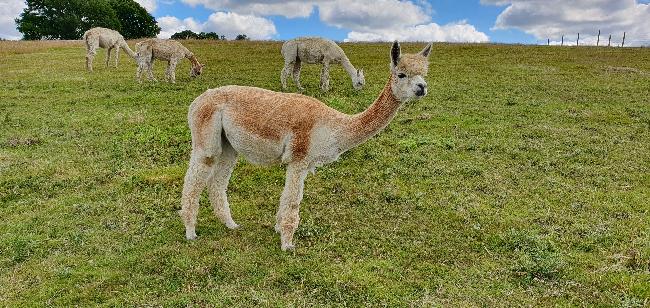 AlpacaSeller Integration