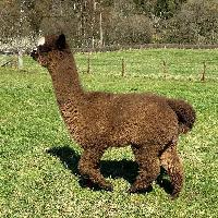 Information For Animal: Fangdale Apache (SOLD) - Alpacas For Sale