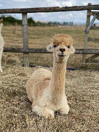 AlpacaSeller | Alpacas For Sale | Alpaca Breeders