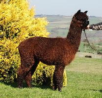Information For Animal: Inca Provincial - Alpacas For Sale