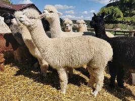 Information For Animal: Snowshill Constance - Alpacas For Sale