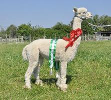 AlpacaSeller | Alpacas For Sale | Alpaca Breeders