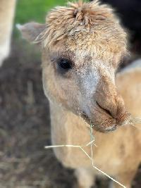 Information For Animal: Toft Jumpin Jack (NEW) - Alpacas For Sale