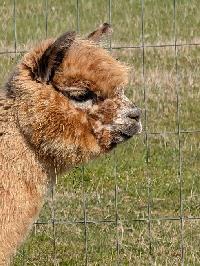 Information über Tier: Commanchen`s Mona-Lisa (NEU) - Alpakas zu Verkaufen