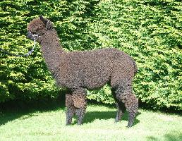 Information For Animal: Inca Sylvester - Alpacas For Sale