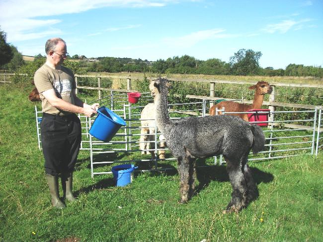 Alpaca Farm Layout Design
