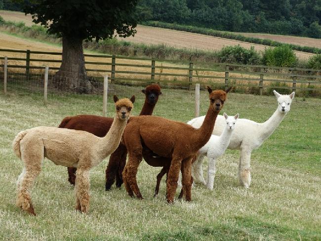 View Details of Breeder: Woodborough Alpacas